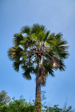 "Buri Palm" Billeder – Gennemse 89 stockfotos, vektorer og videoer ...