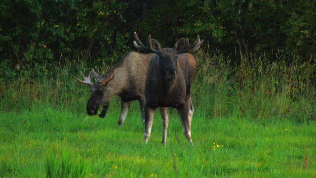 Elg Bilder – Durchsuchen 191 Archivfotos, Vektorgrafiken und Videos ...