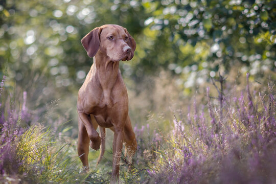 Jagdhunde Bilder – Durchsuchen 209,636 Archivfotos, Vektorgrafiken und ...