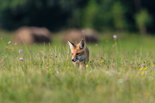 Leisefuchs Bilder – Durchsuchen 577 Archivfotos, Vektorgrafiken und ...