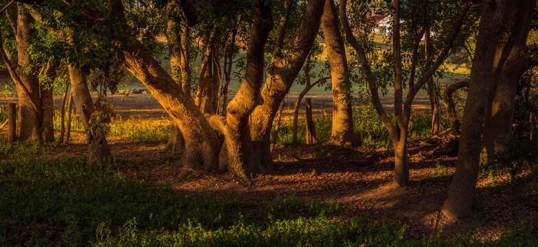 "Tree Trunks" Imagens – Procure 39,844 fotos, vetores e vídeos | Adobe ...