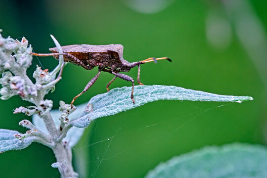Marg Bilder – Durchsuchen 763 Archivfotos, Vektorgrafiken und Videos ...