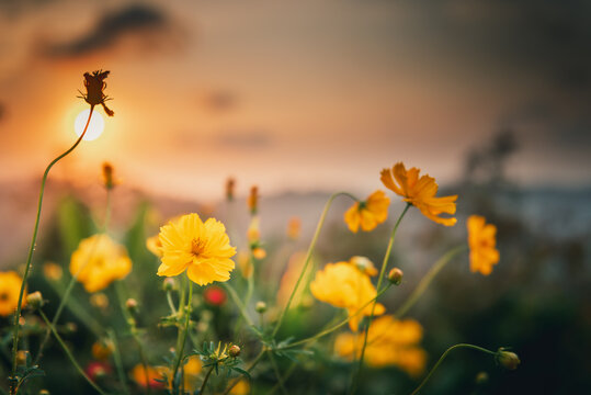 "Yellow Cosmos" Images – Browse 10,467 Stock Photos, Vectors, and Video ...