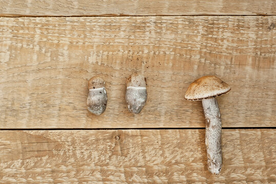 Scaber Imagens – Procure 1,715 fotos, vetores e vídeos | Adobe Stock