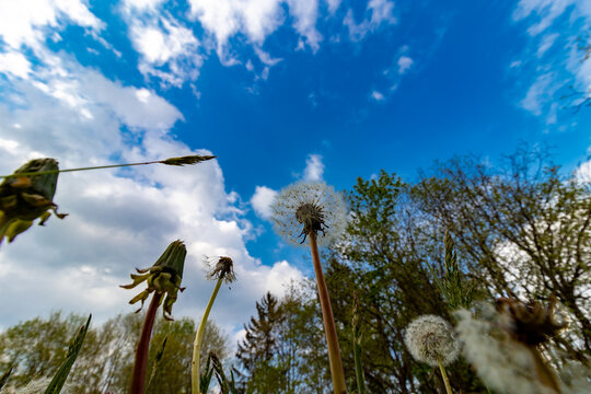 Pusteblumenwiese Bilder – Durchsuchen 9,160 Archivfotos, Vektorgrafiken ...