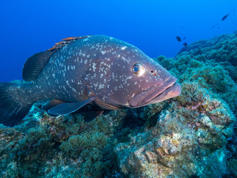 Zackenbarsch Bilder – Durchsuchen 23,399 Archivfotos, Vektorgrafiken ...