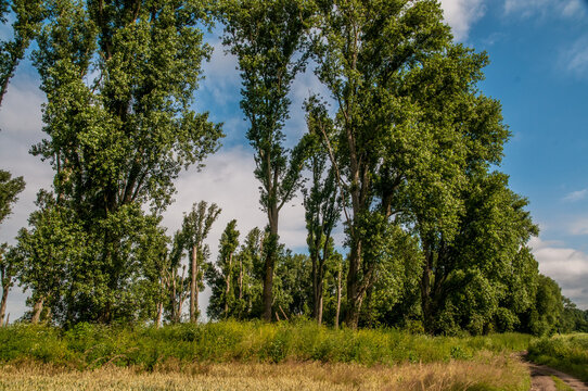 Pappeln bilder – Bläddra bland 825 stockfoton, vektorer och videor ...