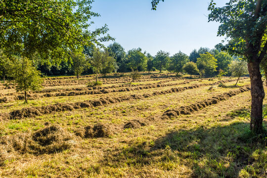 Heuen Bilder – Durchsuchen 224 Archivfotos, Vektorgrafiken und Videos ...