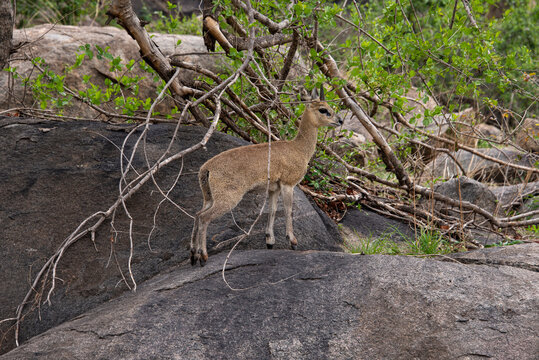 Klipspringer bilder – Bläddra bland 1,111 stockfoton, vektorer och ...