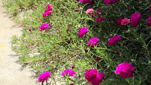 Moss-Rose Images – Browse 323 Stock Photos, Vectors, and Video | Adobe ...