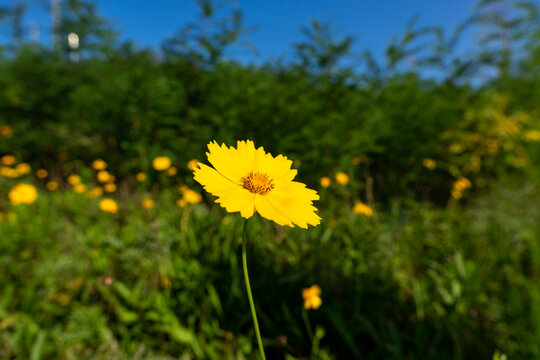 "Yellow Cosmos" Images – Browse 10,467 Stock Photos, Vectors, and Video ...