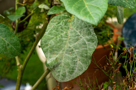 Mildewed bilder – Bläddra bland 38,429 stockfoton, vektorer och videor ...