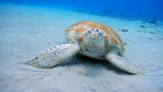 รูปภาพCheloniidae – เลือกดูภาพถ่ายสต็อก เวกเตอร์ และวิดีโอ3,137 | Adobe ...