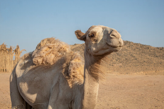 「Stolidly」の画像 - 1,260 件の Stock 写真、ベクターおよびビデオ | Adobe Stock