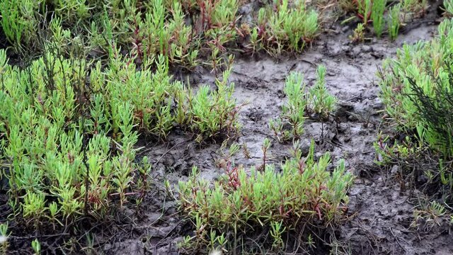 Pickleweed Images – Browse 309 Stock Photos, Vectors, and Video | Adobe ...