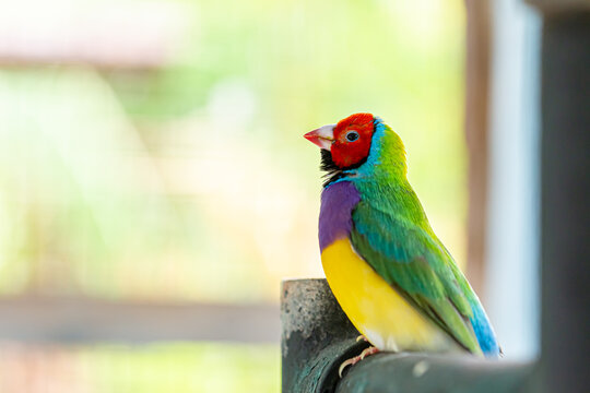 Avialae Bilder – Durchsuchen 500 Archivfotos, Vektorgrafiken und Videos ...