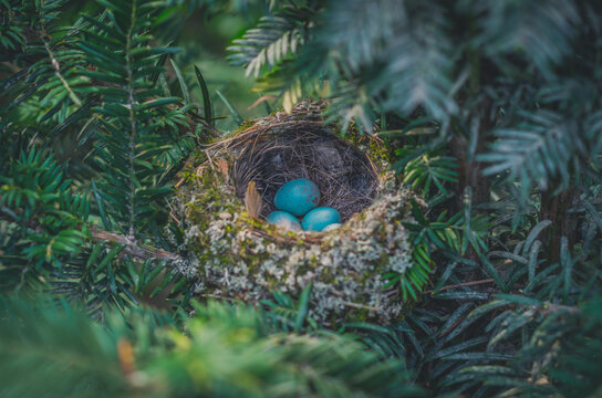 รูปภาพVogelei – เลือกดูภาพถ่ายสต็อก เวกเตอร์ และวิดีโอ566 | Adobe Stock