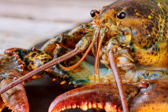 Live Lobster Swimming