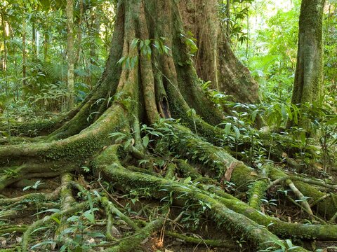 Imágenes de Contrafuertes: descubre bancos de fotos, ilustraciones ...