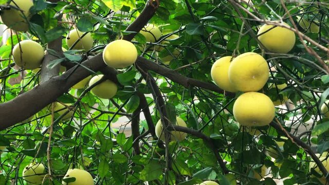 "Citrus Grandis" Images – Browse 38,387 Stock Photos, Vectors, and ...