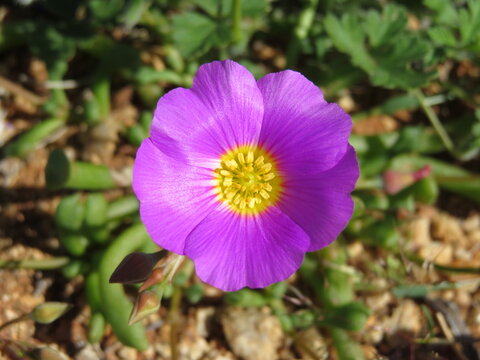 Calandrinia Images – Browse 53 Stock Photos, Vectors, and Video | Adobe ...