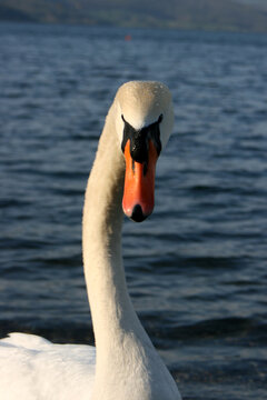 Imágenes de Cigno: descubre bancos de fotos, ilustraciones, vectores y ...