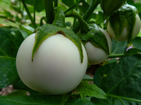 White Brinjal Plant