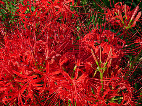 รูปภาพLycoris – เลือกดูภาพถ่ายสต็อก เวกเตอร์ และวิดีโอ3,041 | Adobe Stock