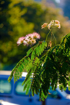 Mimosaceae Bilder – Durchsuchen 1,759 Archivfotos, Vektorgrafiken und ...