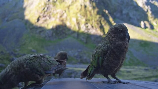 Strigopidae Images – Browse 133 Stock Photos, Vectors, and Video ...