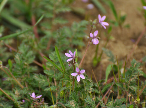 Pinwing 이미지 – 찾아보기 197 스톡 사진, 벡터 및 비디오 | Adobe Stock