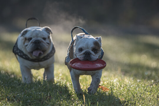 Reto photos, images, assets | Adobe Stock