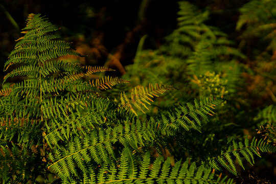 Pteridopsida bilder – Bläddra bland 1,779 stockfoton, vektorer och ...