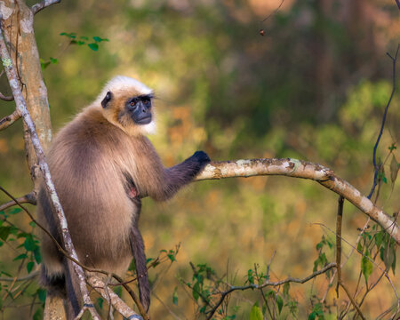 Langoor Bilder – Durchsuchen 279 Archivfotos, Vektorgrafiken und Videos ...
