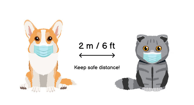 「Corgi Scottish」の写真素材 | 455件の無料イラスト画像 | Adobe Stock