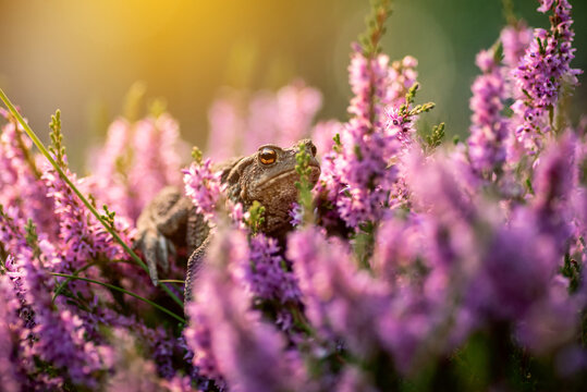 Hoptoad Bilder – Durchsuchen 551 Archivfotos, Vektorgrafiken und Videos ...