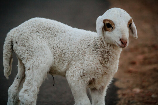 รูปภาพ"Indian Sheep" – เลือกดูภาพถ่ายสต็อก เวกเตอร์ และวิดีโอ50 | Adobe ...