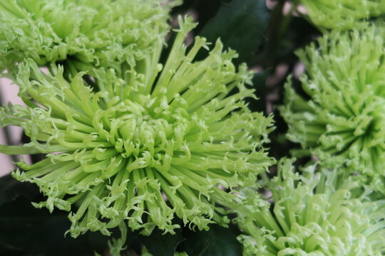 รูปภาพChrysant – เลือกดูภาพถ่ายสต็อก เวกเตอร์ และวิดีโอ1,336 | Adobe Stock