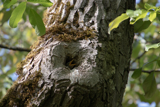 Astloch Images – Parcourir 3,592 le catalogue de photos, vecteurs et ...
