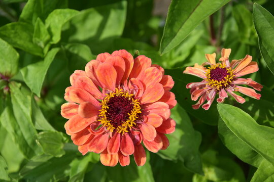 รูปภาพCynia – เลือกดูภาพถ่ายสต็อก เวกเตอร์ และวิดีโอ700 | Adobe Stock