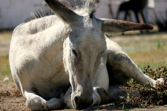 Borrico Images – Browse 62 Stock Photos, Vectors, and Video | Adobe Stock