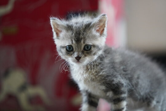 รูปภาพChaton – เลือกดูภาพถ่ายสต็อก เวกเตอร์ และวิดีโอ17,057 | Adobe Stock