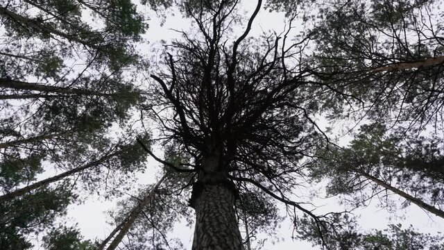 Branchy Images – Browse 4,319 Stock Photos, Vectors, and Video | Adobe ...