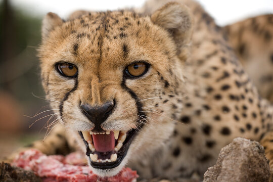 Cheetah Roaring Face