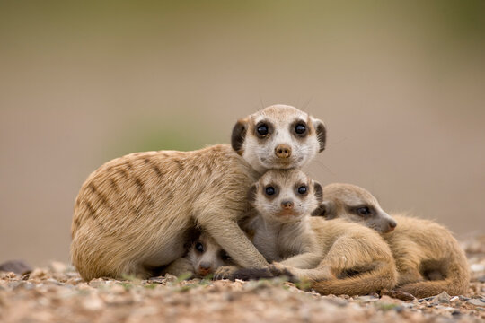 Suricate Images – Parcourir 57,043 le catalogue de photos, vecteurs et ...
