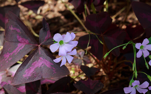 รูปภาพTriangularis – เลือกดูภาพถ่ายสต็อก เวกเตอร์ และวิดีโอ1,172 ...