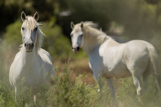 Chevalin bilder – Bläddra bland 6,610 stockfoton, vektorer och videor ...