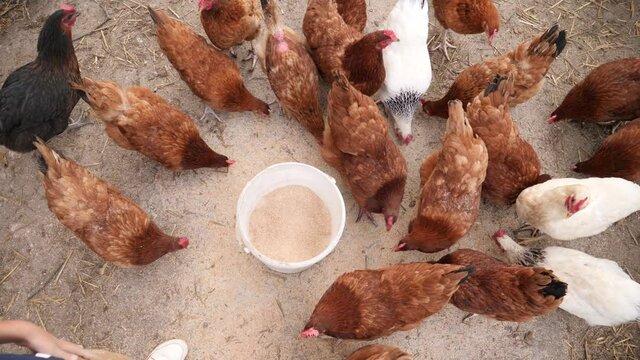 Peck 이미지 – 찾아보기 68,486 스톡 사진, 벡터 및 비디오 | Adobe Stock