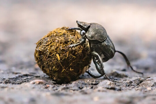 「Dung-Beetle」の写真素材 | 6,427件の無料イラスト画像 | Adobe Stock
