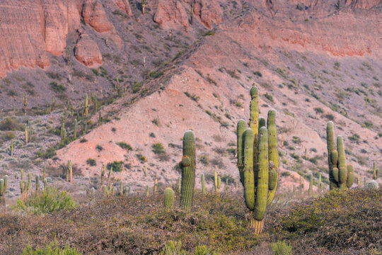 Cardon Images – Browse 2,131 Stock Photos, Vectors, and Video | Adobe Stock